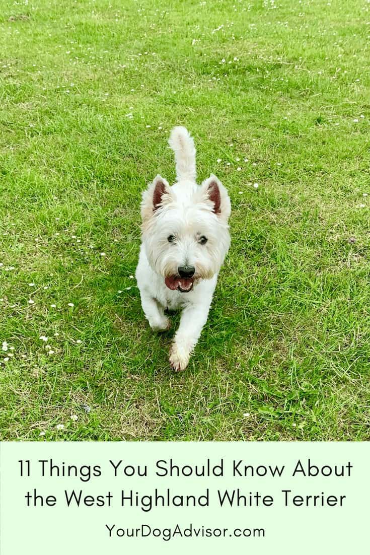 11 Things You Should Know About the West Highland White Terrier - Your ...