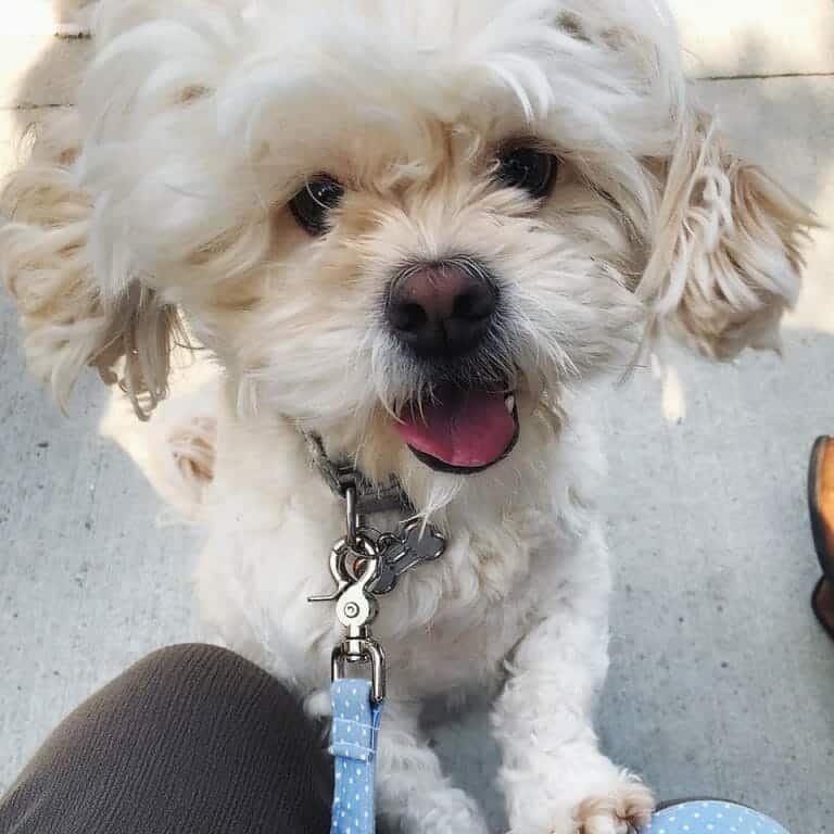 12 Things You Should Know About the Peekapoo | Your Dog Advisor