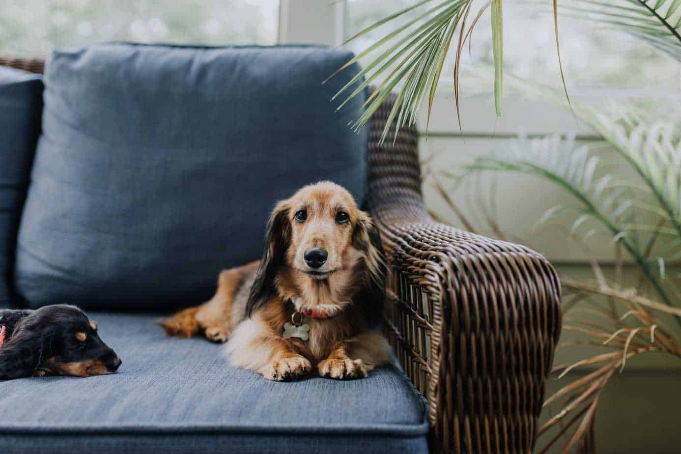 11 Things You Should Know About the Dachshund | Your Dog Advisor