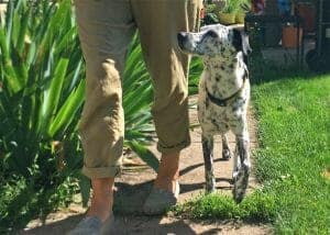 How to Train Your Dog to Heel Without a Leash | Your Dog Advisor