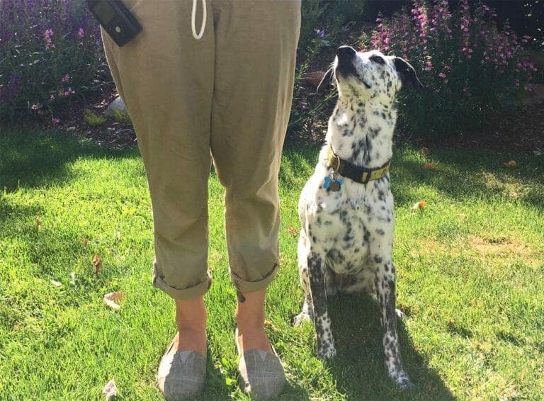 How to Train Your Dog to Heel Without a Leash | Your Dog Advisor