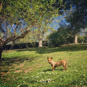 11 Things You Should Know About Podencos | Your Dog Advisor