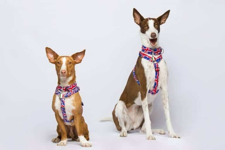 11 Things You Should Know About Podencos | Your Dog Advisor