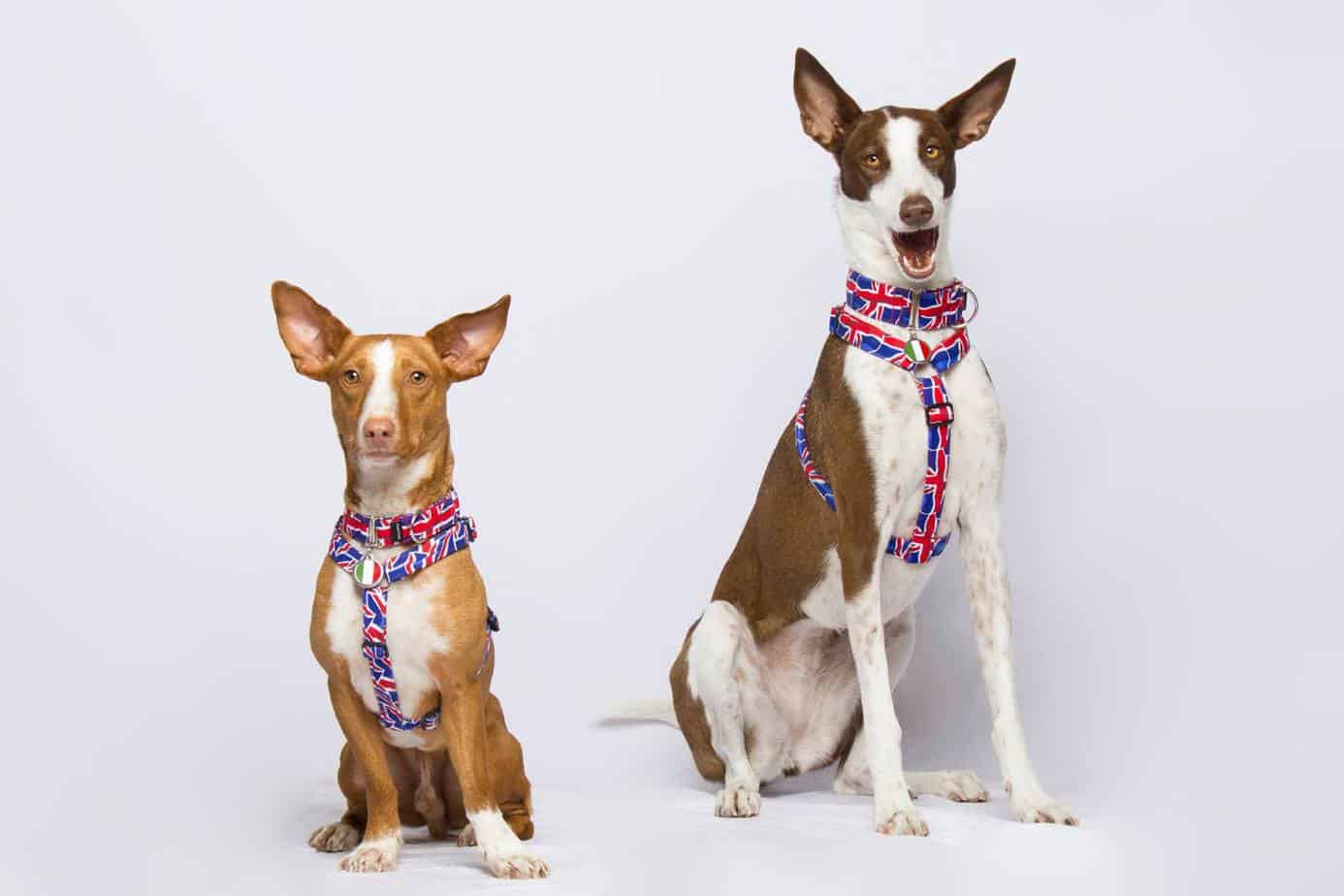 11 Things You Should Know About Podencos | Your Dog Advisor