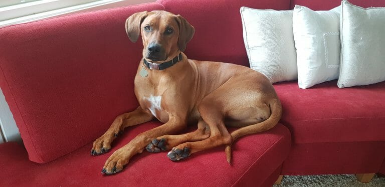 11 Things You Should Know about the Rhodesian Ridgeback | Your Dog Advisor