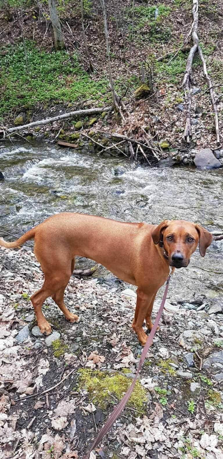 11 Things You Should Know about the Rhodesian Ridgeback | Your Dog Advisor