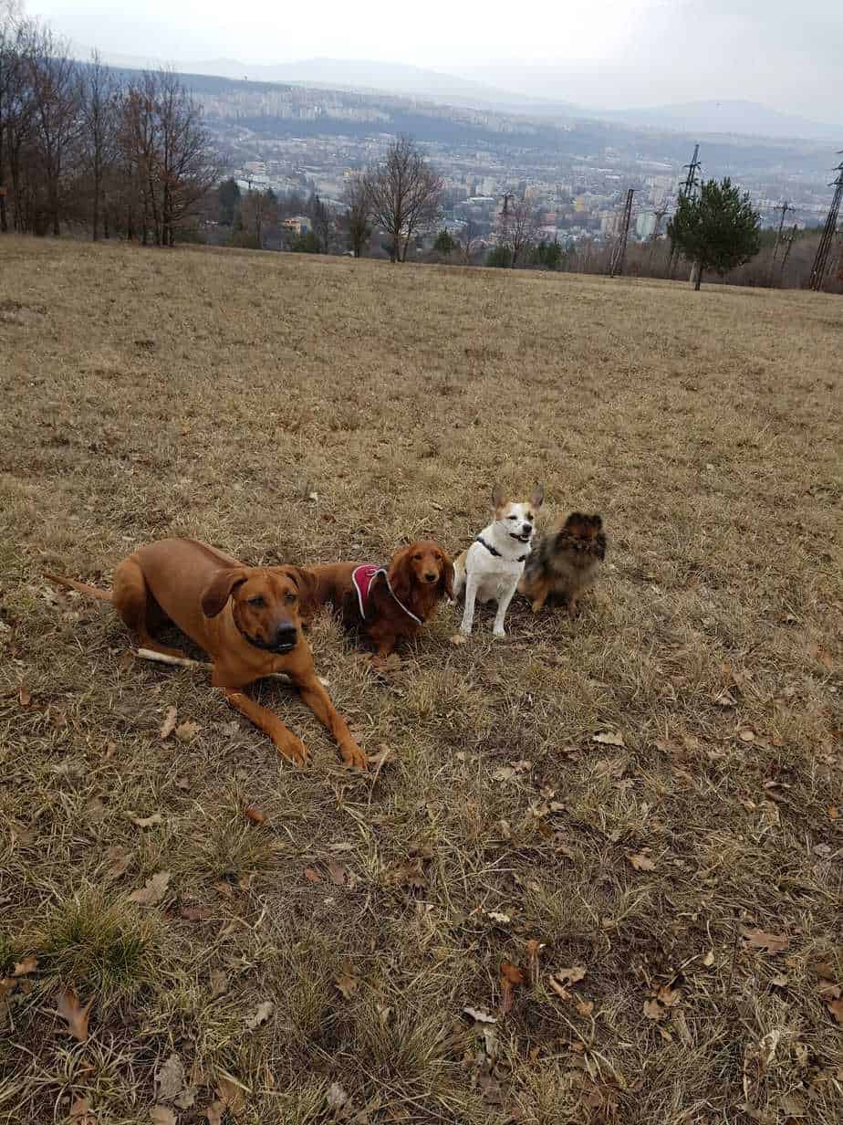 11 Things You Should Know about the Rhodesian Ridgeback | Your Dog Advisor