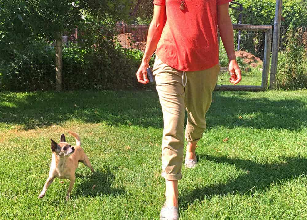 How to Train Your Dog to Heel Without a Leash | Your Dog Advisor