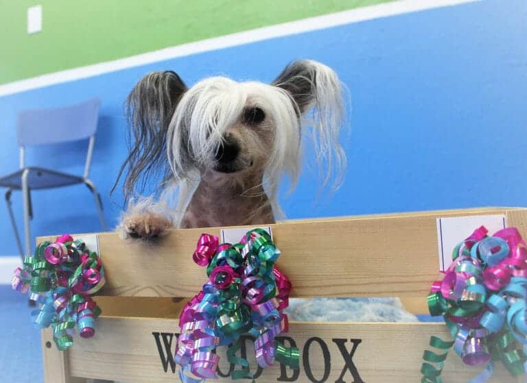 How to Use Shaping to Train Your Dog | Your Dog Advisor