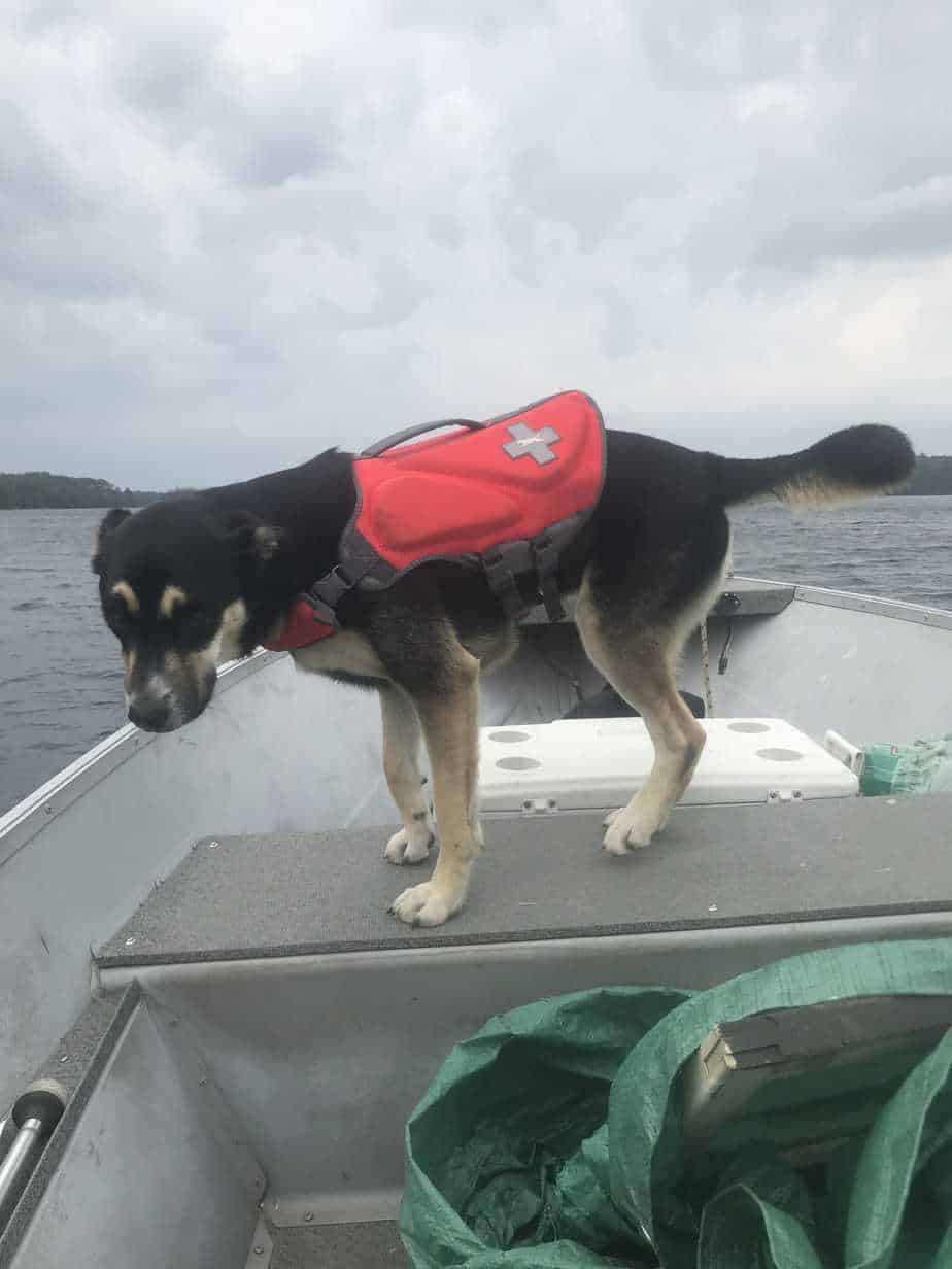 Boating Safely With Your Dog | Your Dog Advisor