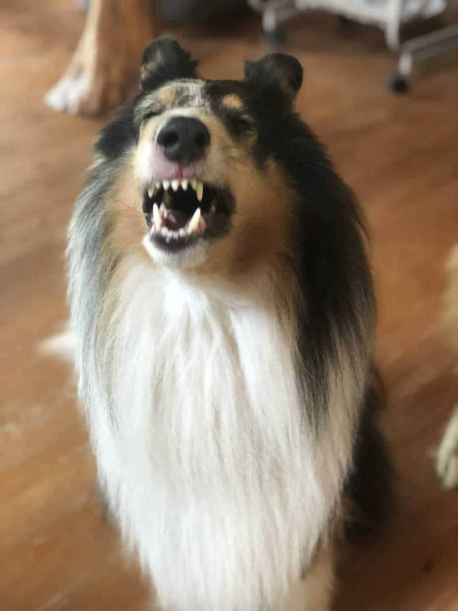 The Ultimate Rough Collie Breed Information Guide | Your Dog Advisor