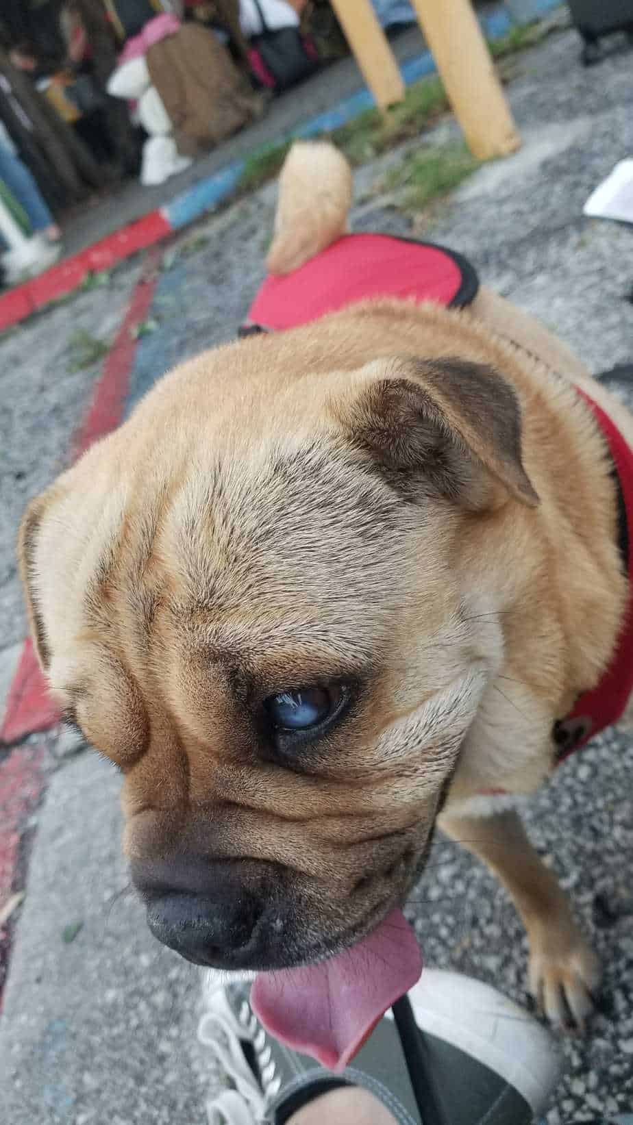 11 Things You Should Know About the Ori Pei - Your Dog Advisor