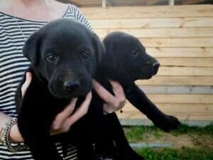 Puppy Personality Tests: Helping You Find Your Perfect Puppy | Your Dog ...