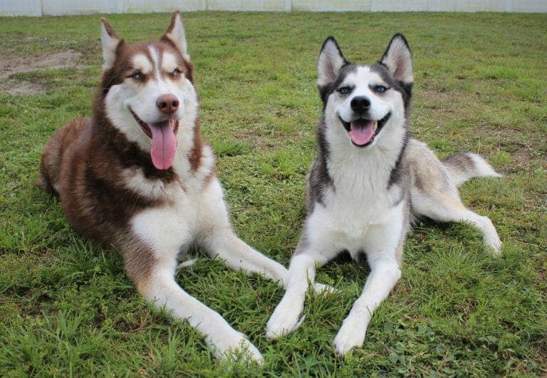 How to Manage a Multi-Dog Household | Your Dog Advisor