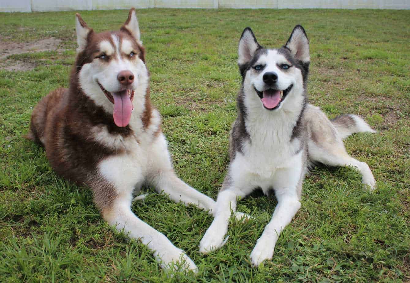 How to Manage a Multi-Dog Household - Your Dog Advisor