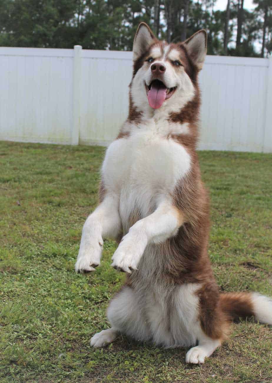 How to Use Shaping to Train Your Dog - Your Dog Advisor