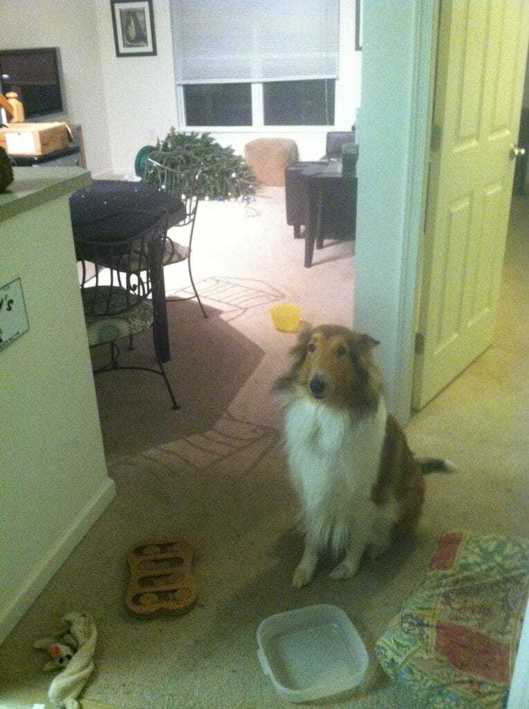 The Ultimate Rough Collie Breed Information Guide | Your Dog Advisor