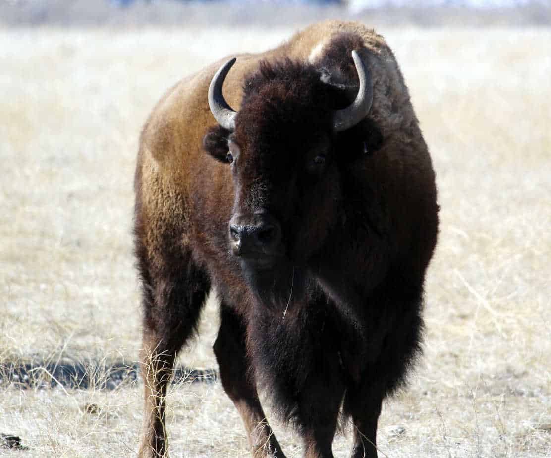 15 Dog Friendly Things to do in Iowa | Your Dog Advisor