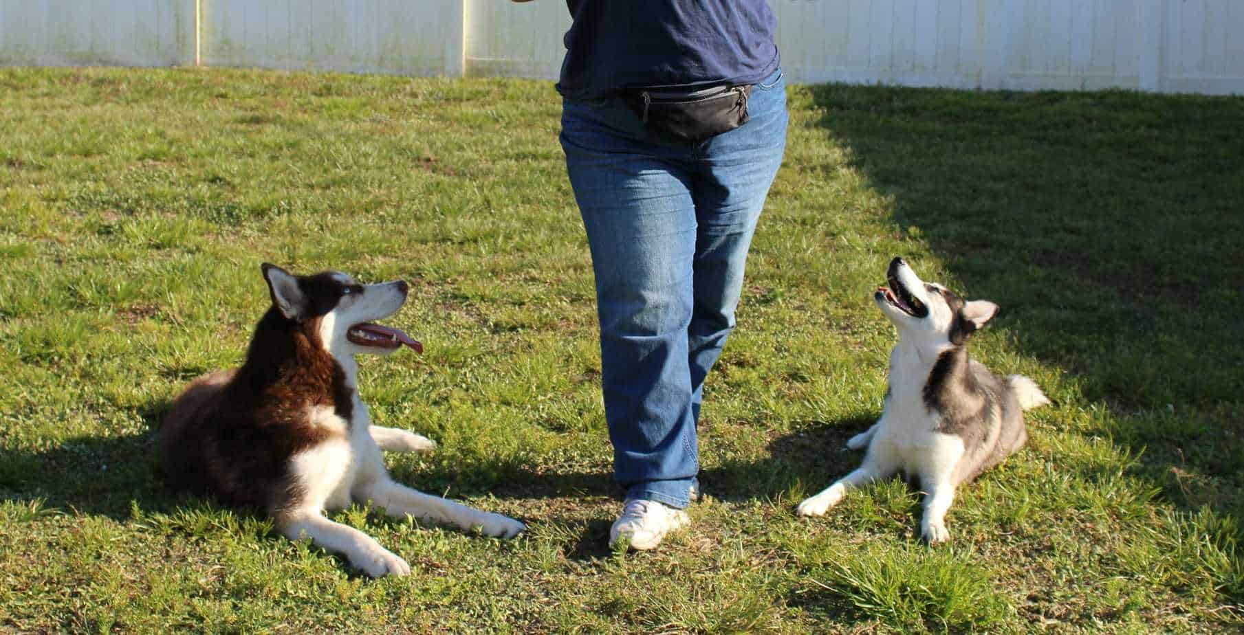 How to Use Shaping to Train Your Dog | Your Dog Advisor