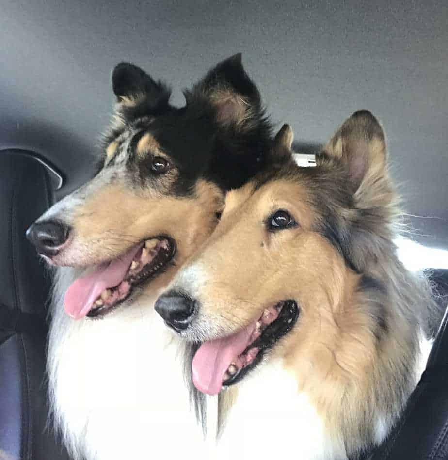The Ultimate Rough Collie Breed Information Guide | Your Dog Advisor