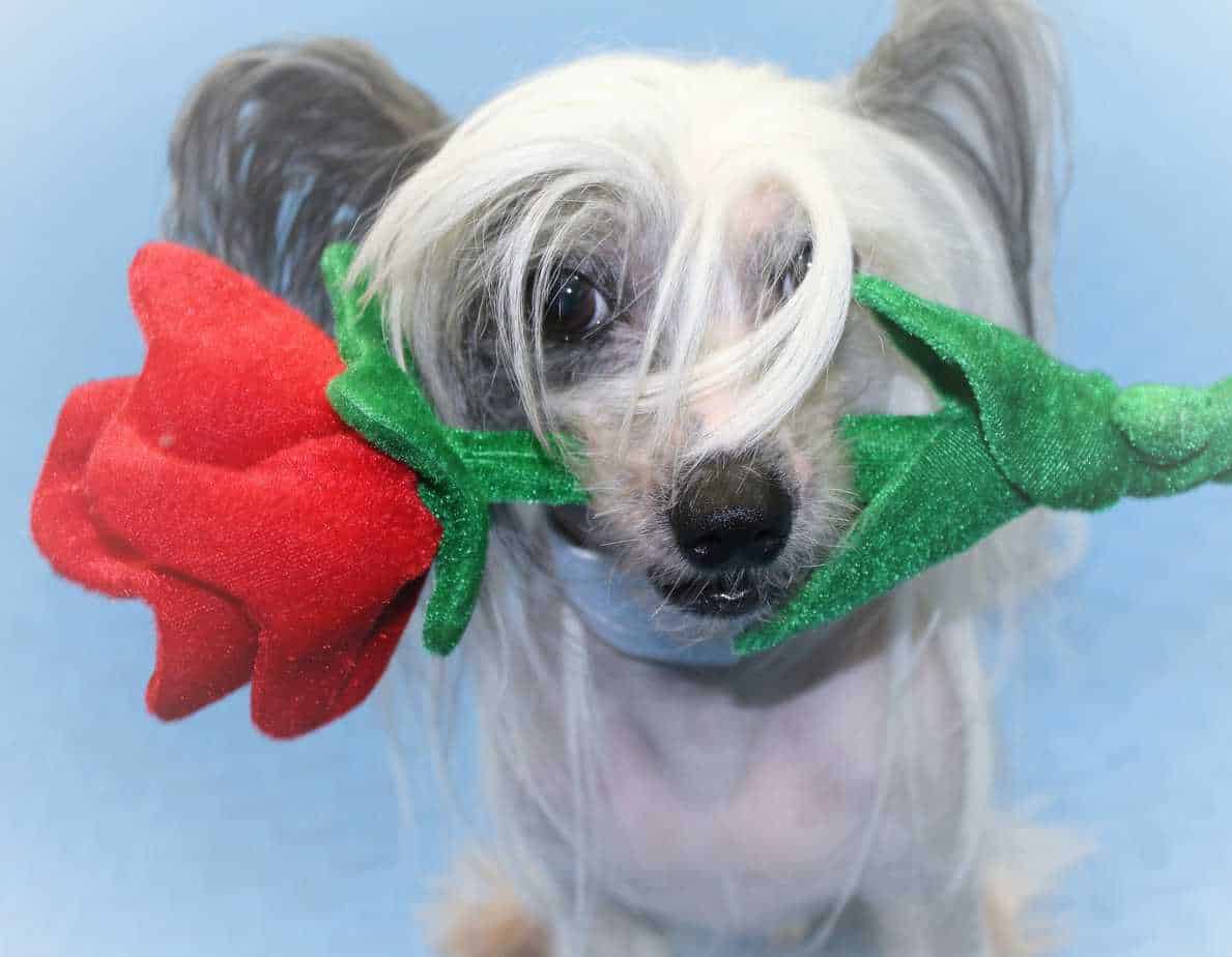 How to Use Shaping to Train Your Dog | Your Dog Advisor