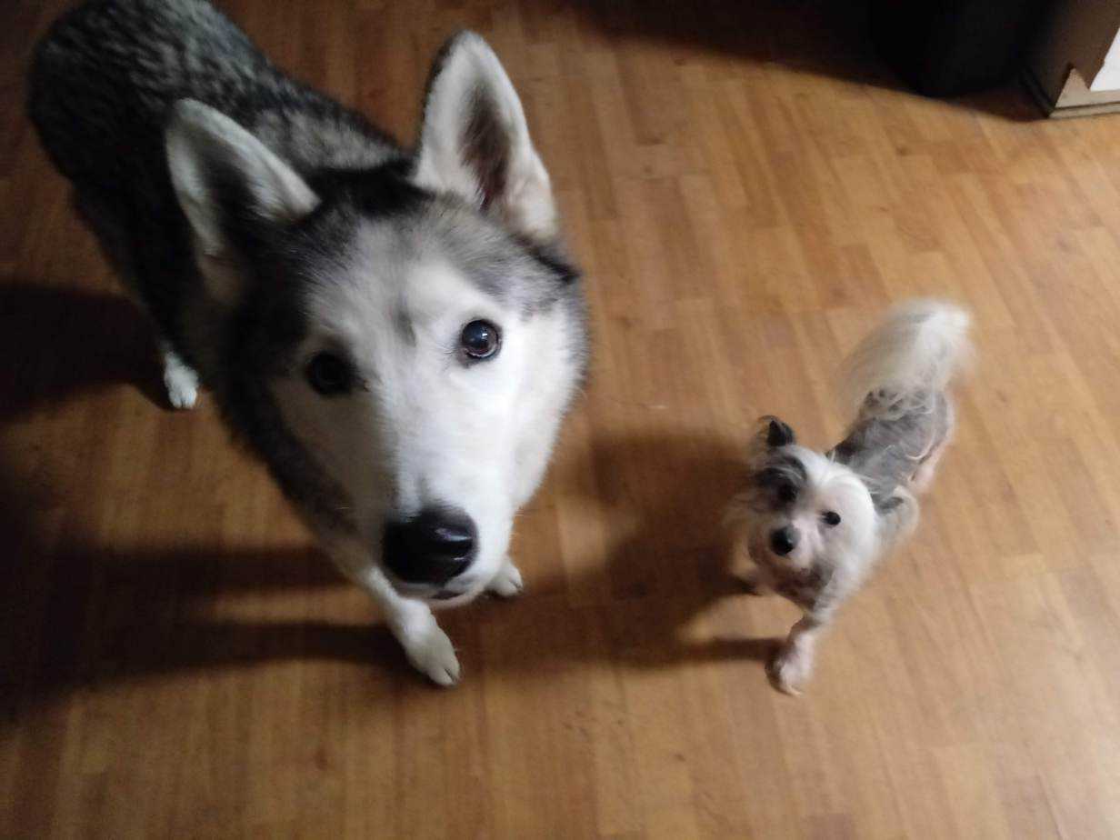 How to Manage a Multi-Dog Household | Your Dog Advisor