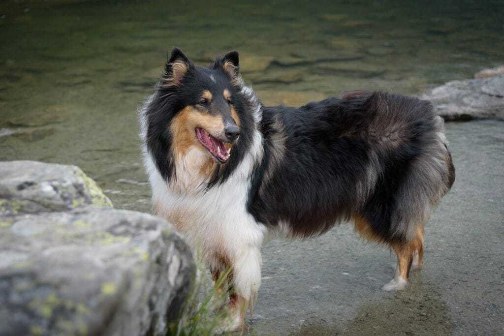 The Ultimate Rough Collie Breed Information Guide | Your Dog Advisor