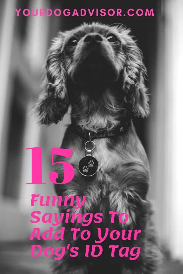 15 Funny Dog ID Tag Ideas | Your Dog Advisor