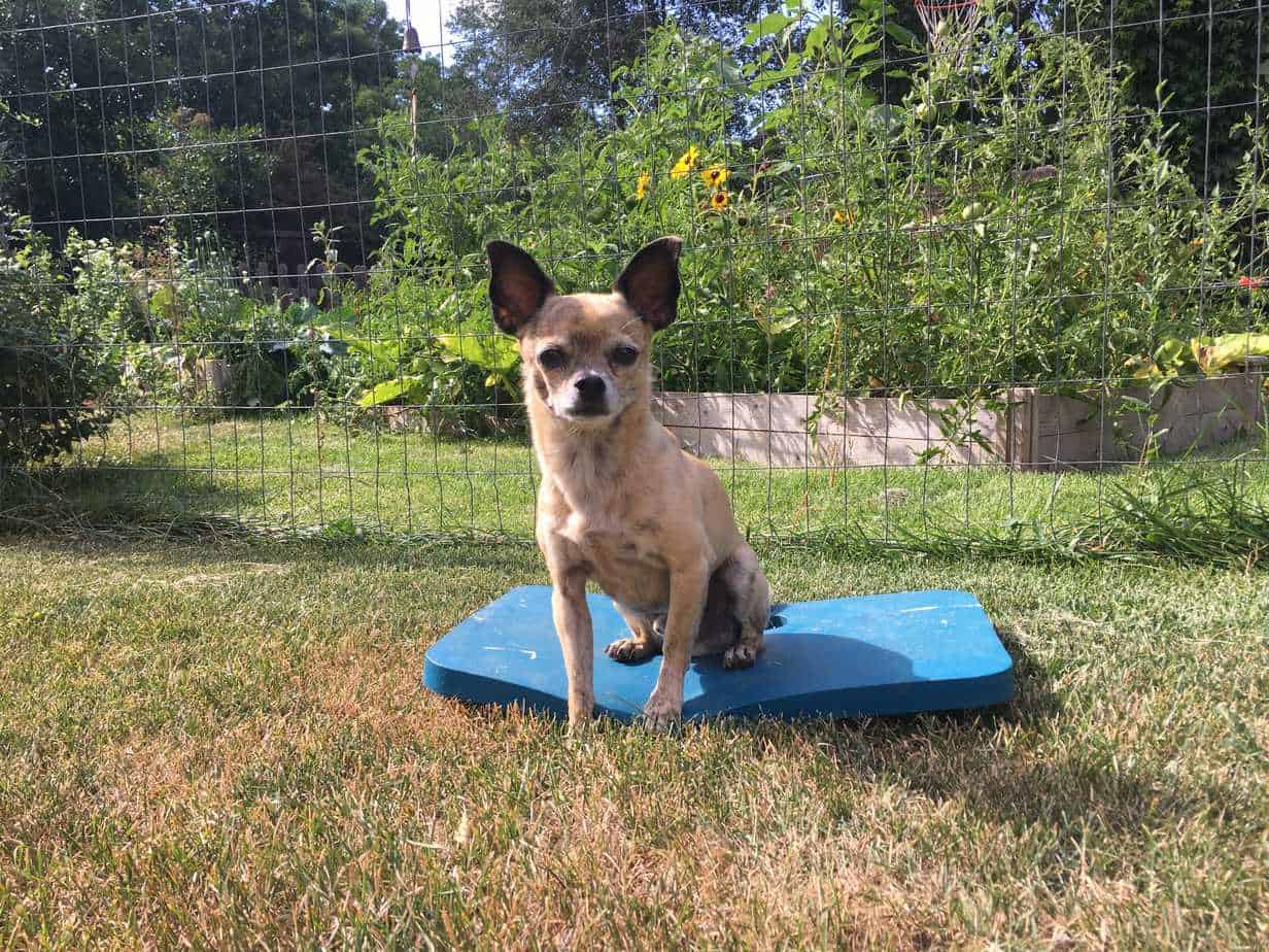 Doggy Zen: 7 Games to Teach Your Dog Impulse Control | Your Dog Advisor