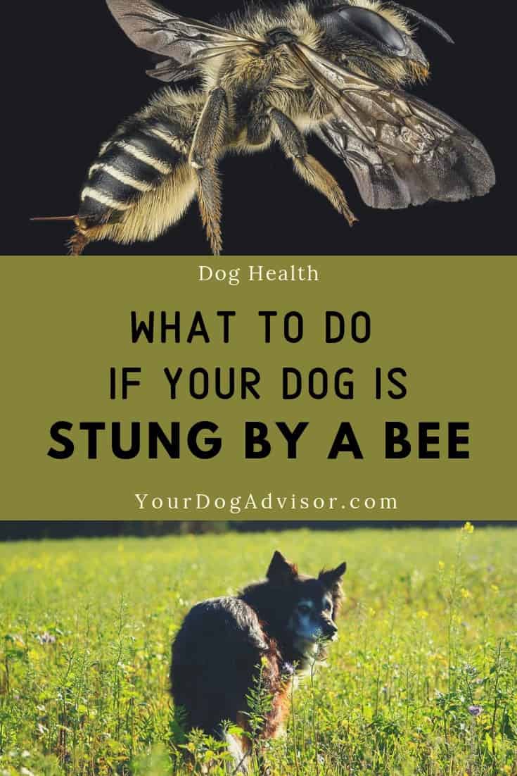 What To Do If Your Dog Is Stung By A Bee | Your Dog Advisor