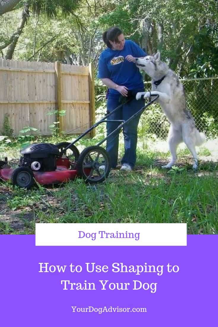 How to Use Shaping to Train Your Dog | Your Dog Advisor