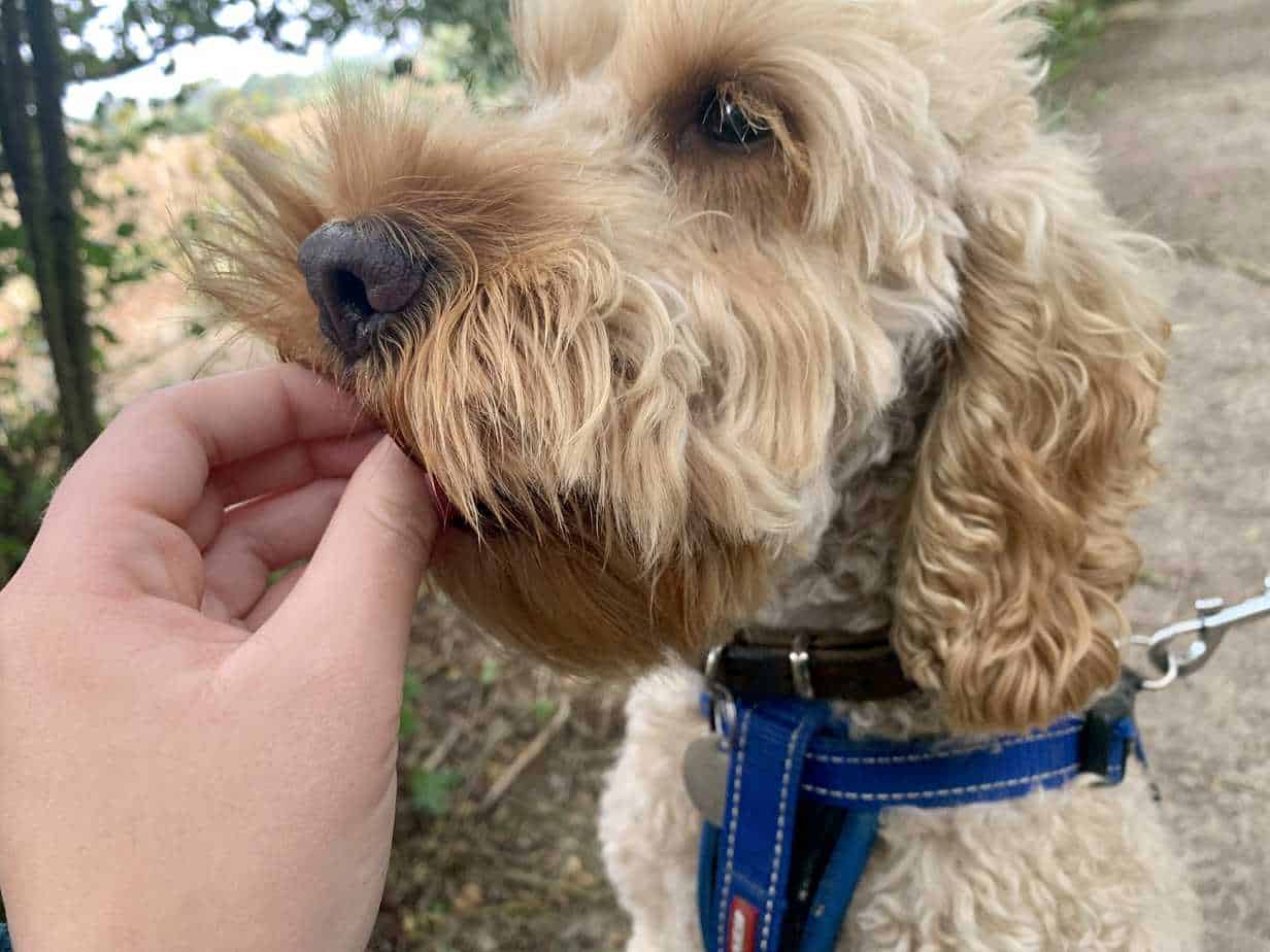 10 Ways Your Dog Shows Affection | Your Dog Advisor