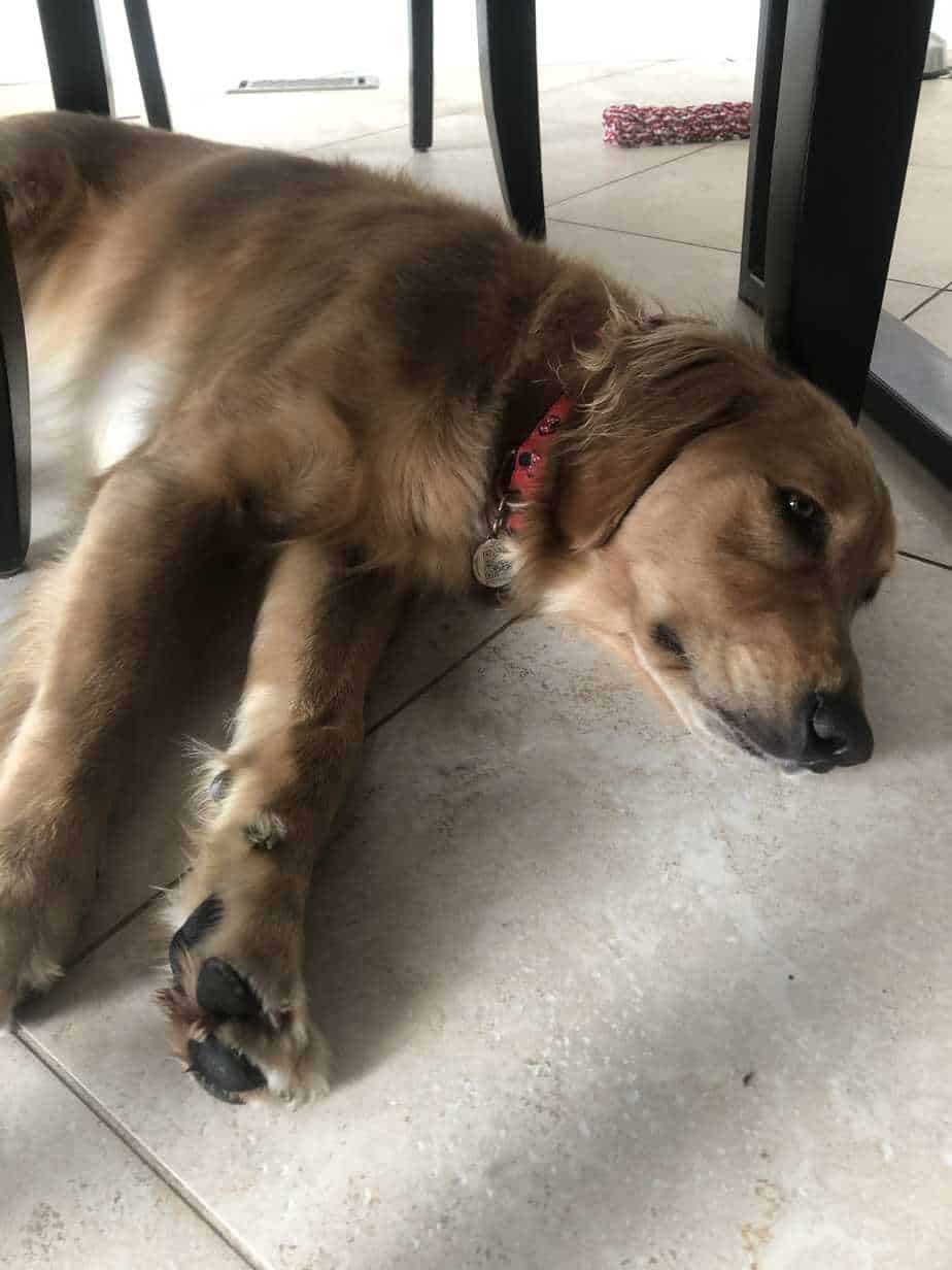 13 Things You Should Know About Dog Incontinence | Your Dog Advisor