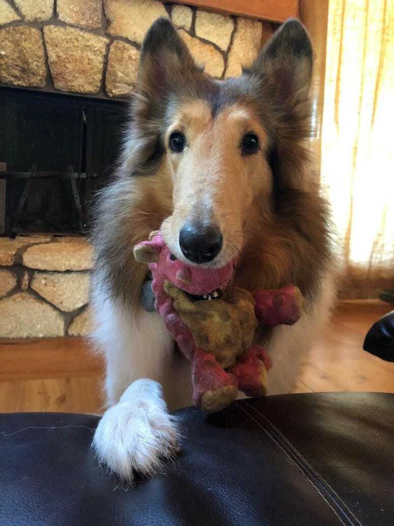 The Ultimate Rough Collie Breed Information Guide | Your Dog Advisor