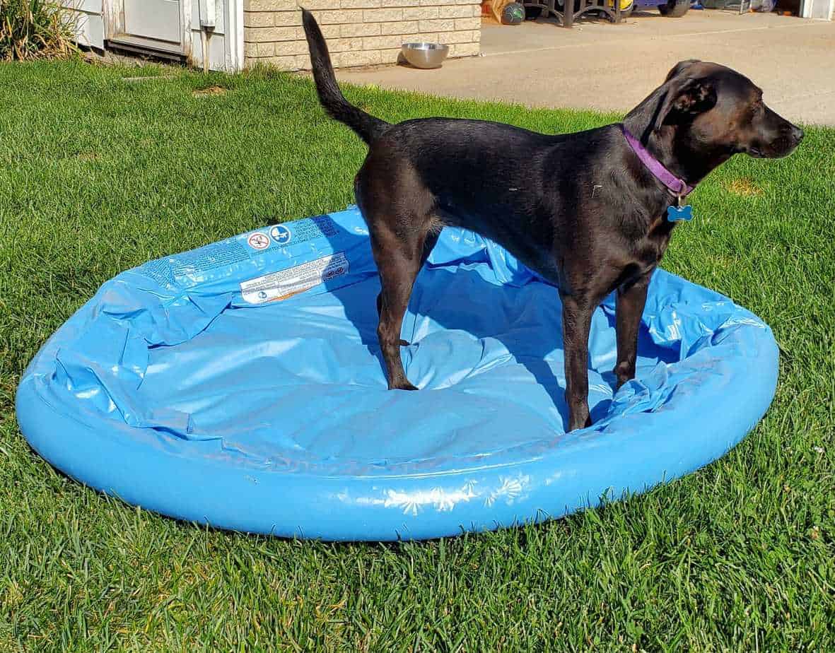 Best Dog Pools - Your Dog Advisor