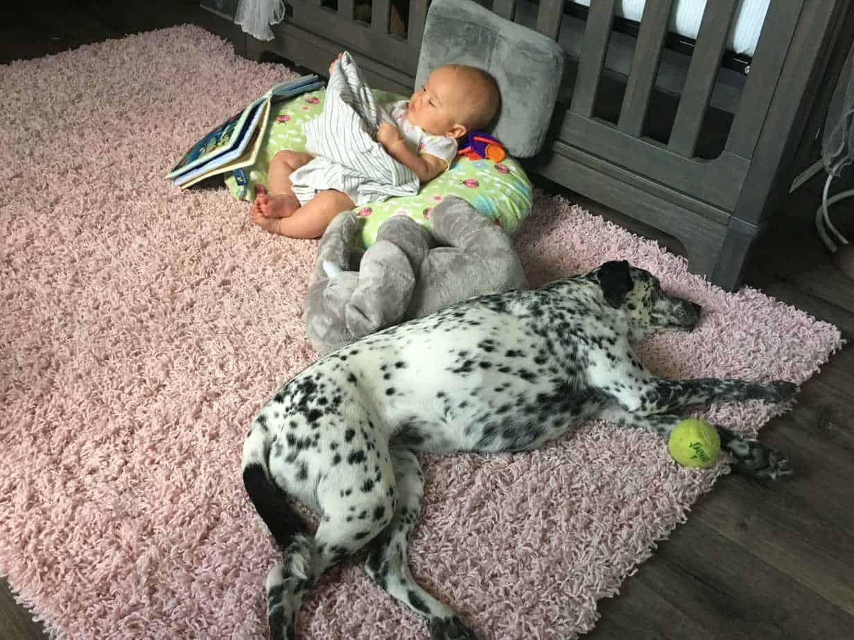 10 Essential Things to Do With Your New Puppy in the First 10 Days ...