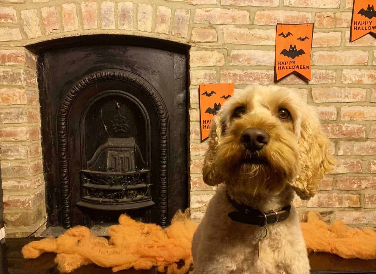 7 Ways to Celebrate Halloween with Your Dog - Your Dog Advisor