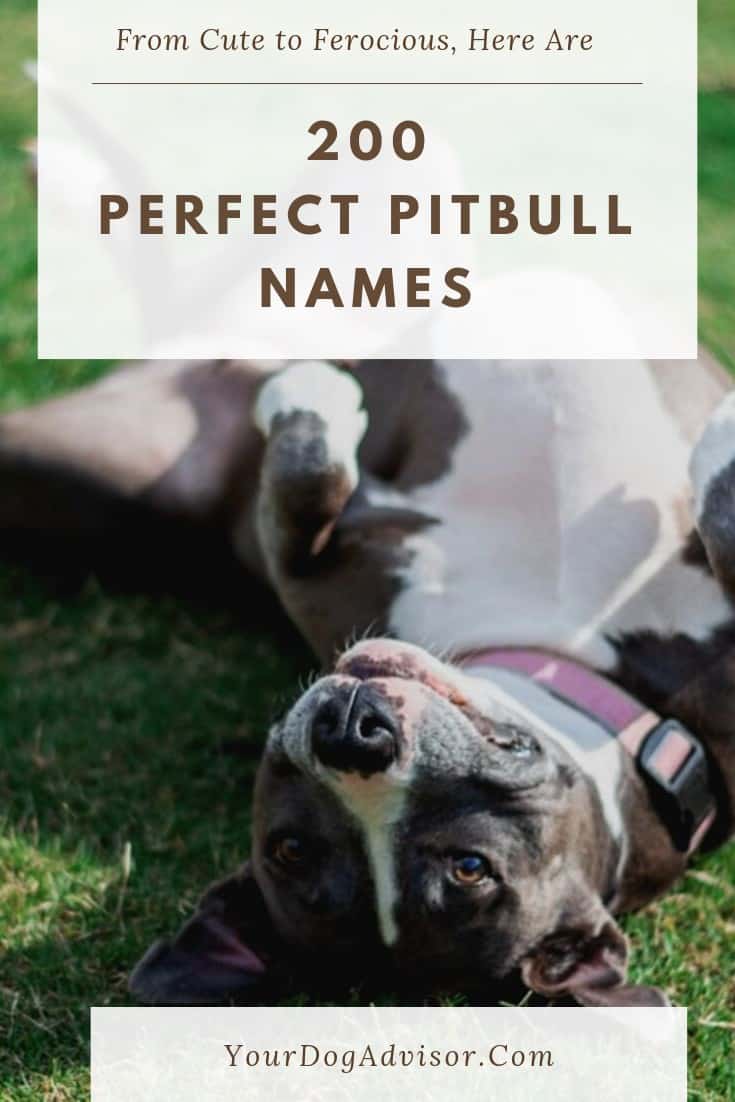 Over 200 Best Pitbull Names - From Cute to Ferocious | Your Dog Advisor