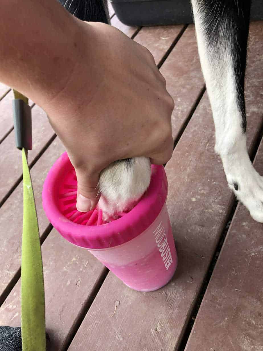 Dexas Mudbuster Portable Dog Paw Cleaner Review | Your Dog Advisor