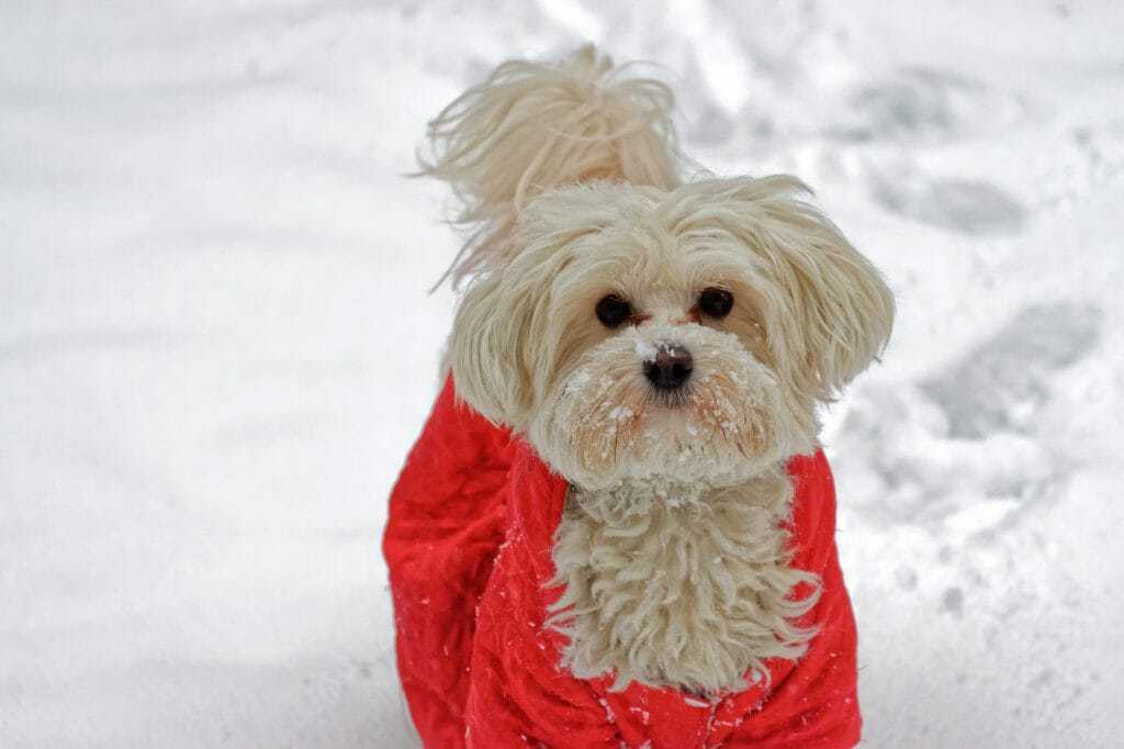 Maltipoo Breed Information: Is This a Good Family Dog? | Your Dog Advisor