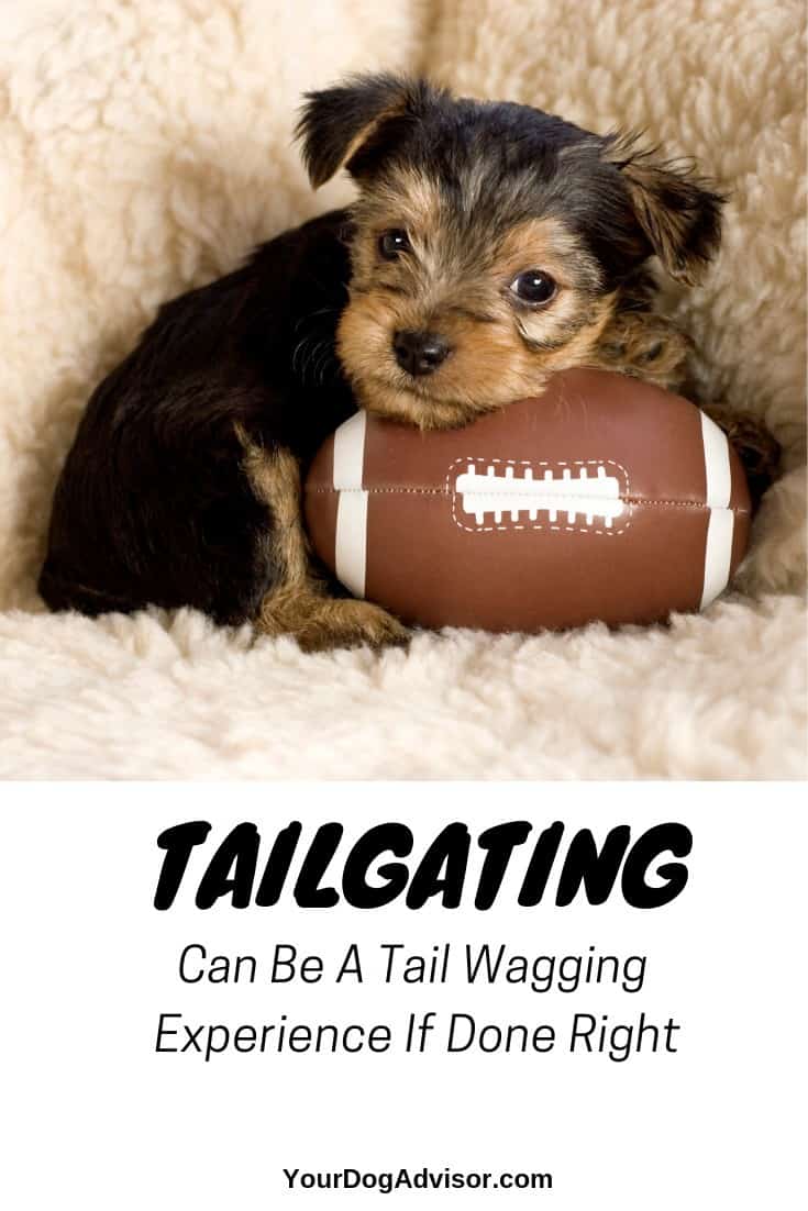Ultimate Guide to Tailgating with Your Dog | Your Dog Advisor