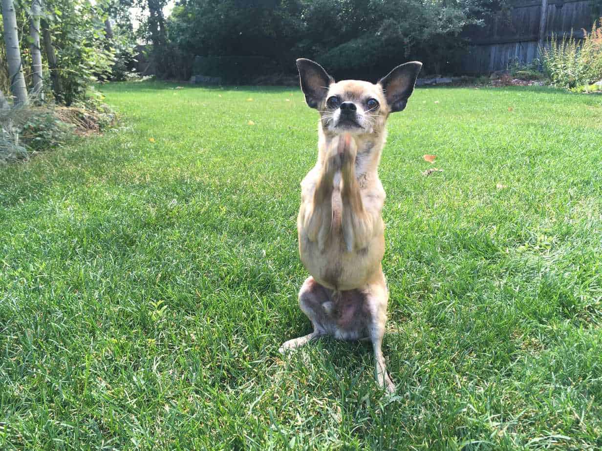 How to Train Your Dog to Wave Hello and Goodbye - Your Dog Advisor