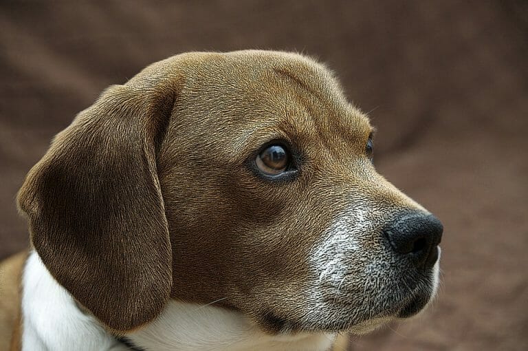 How to Train Your Dog to Bark (and Stop Barking) on Command | Your Dog ...