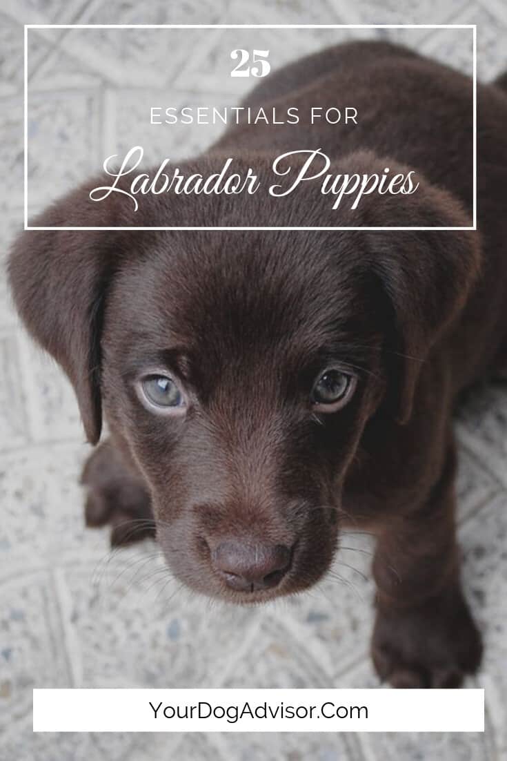 25 Essentials for Labrador Puppies | Your Dog Advisor