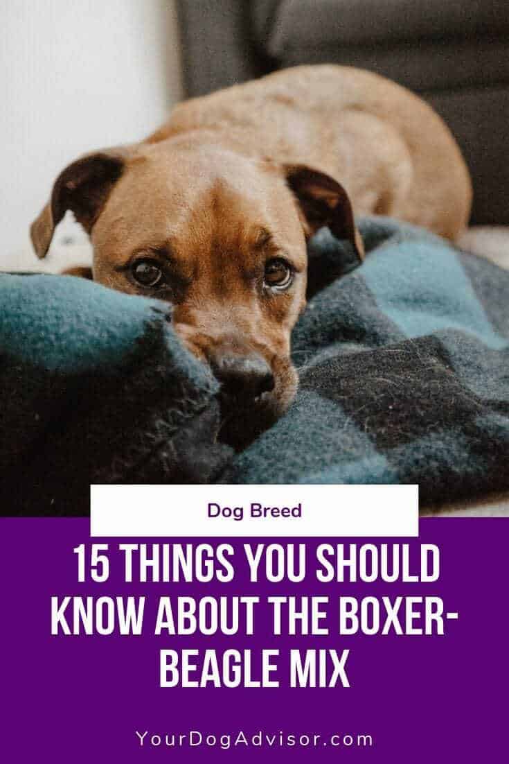15 Things You Should Know About the Boxer Beagle Mix | Your Dog Advisor