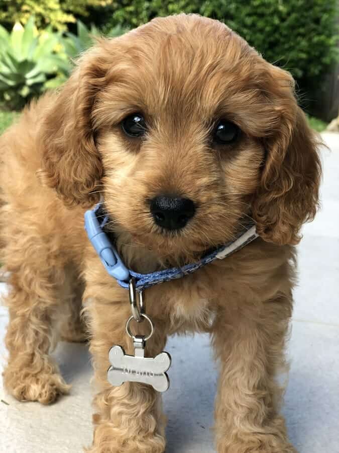 12 Poodle Mixes That Make Great Family Dogs | Your Dog Advisor