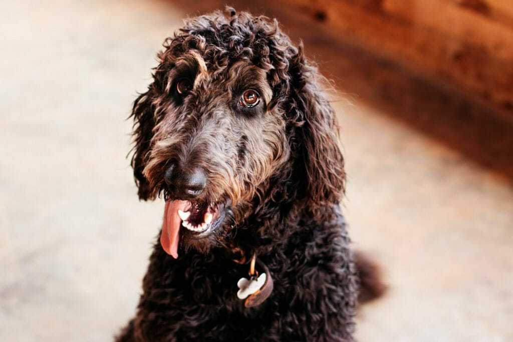 Shepadoodle Breed Information Guide | Your Dog Advisor