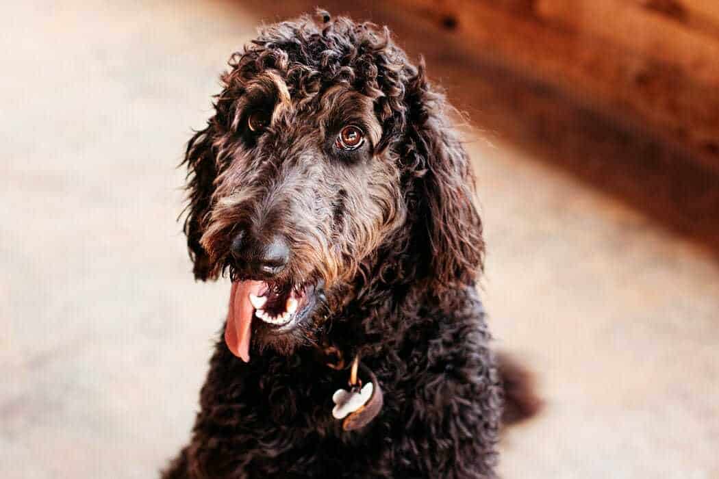 Shepadoodle Breed Information Guide | Your Dog Advisor