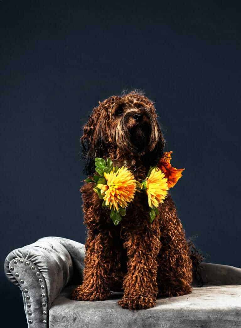 Shepadoodle Breed Information Guide | Your Dog Advisor