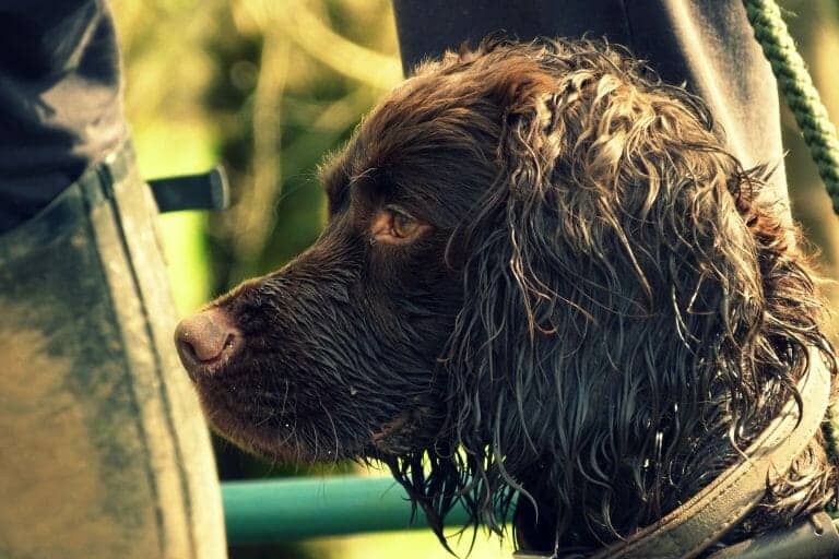 15 Things You Should Know About Working Dog Breeds | Your Dog Advisor